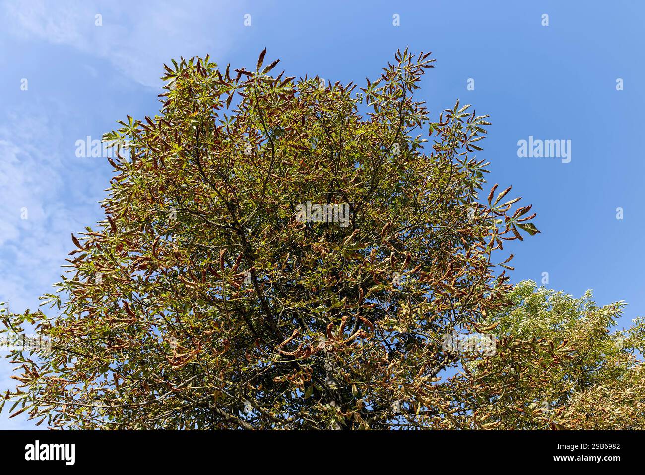 changing the color of the foliage of chestnuts in the middle of summer ...