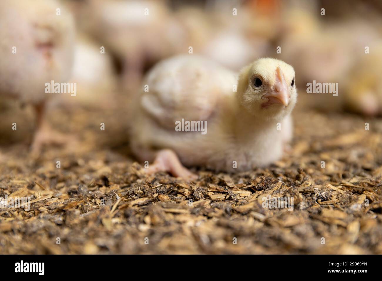 small broiler chickens in a large poultry house of a farm for growing ...