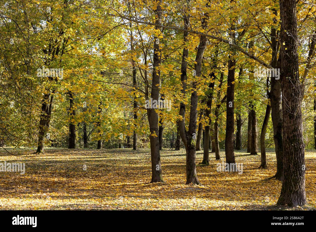 park with yellowing maple trees in sunny weather, beautiful park with trees in autumn Stock ...