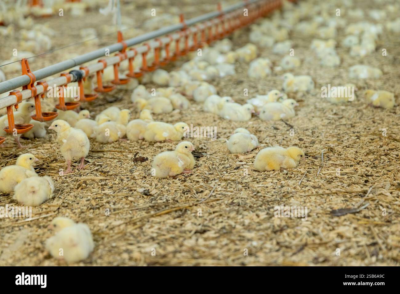 yellow chickens with fluff in the poultry farm, chickens in the poultry ...