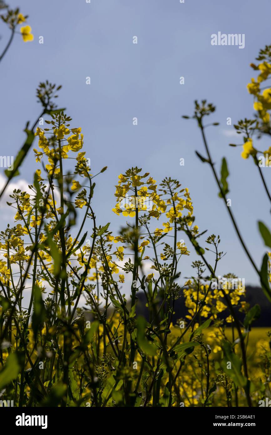 rapeseed during flowering in the field in spring, rapeseed flowers in ...
