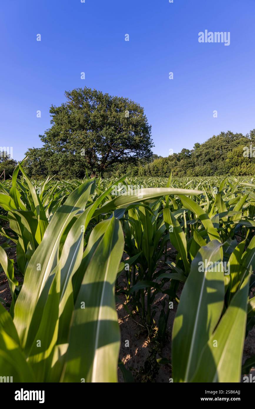 tall with green foliage one oak tree in the summer in a field, a green ...