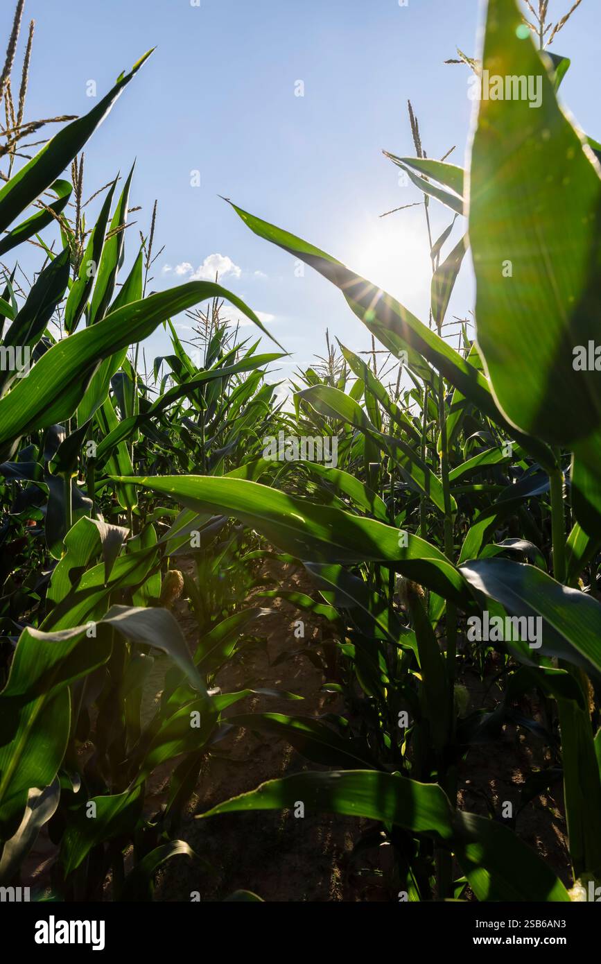blue sky and green corn field during the flowering of corn, beautiful ...