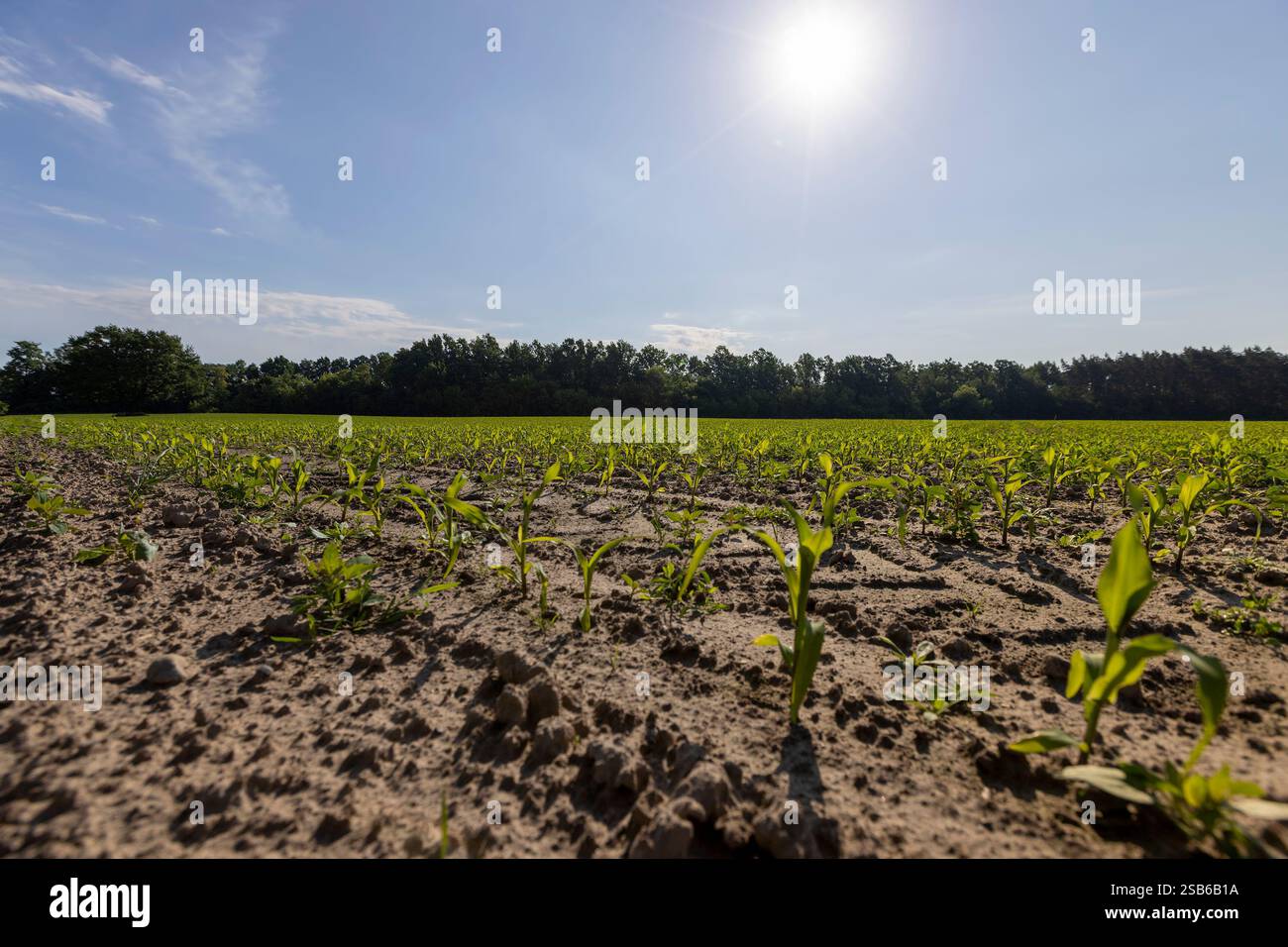 sweet corn sprouts near the forest, summer in a field with green corn ...