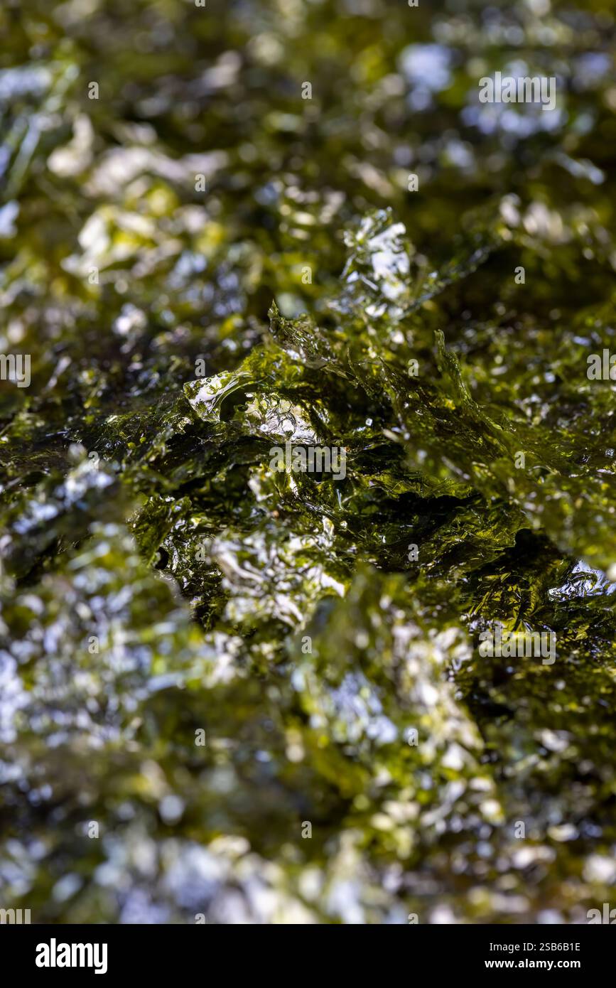 green algae, natural green algae that are used to prepare Japanese ...