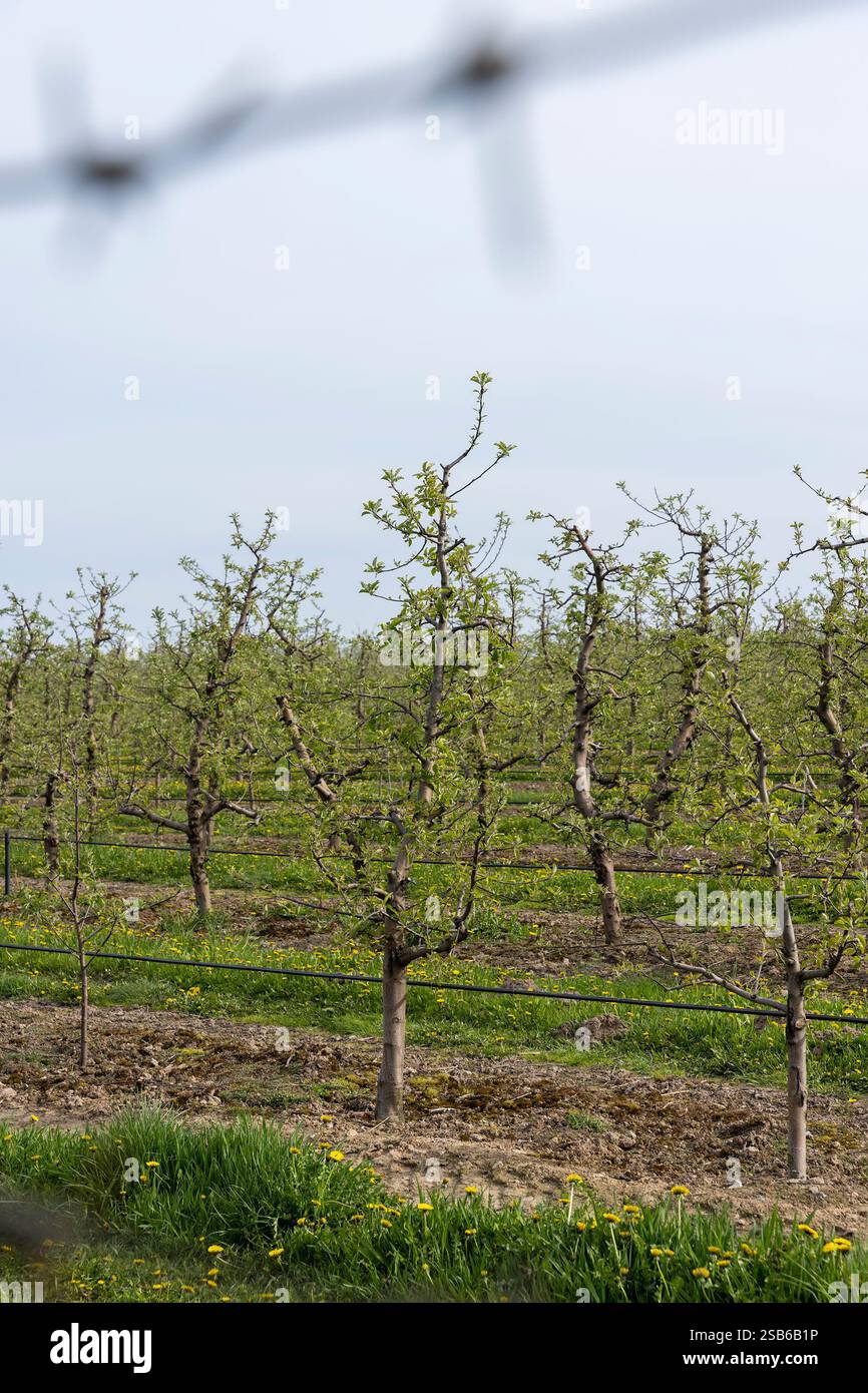 fenced with barbed wire apple orchard in cloudy weather, growing apples ...