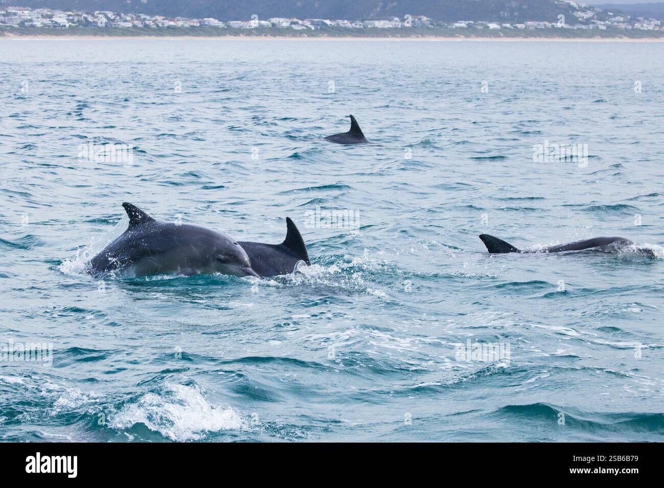 Common Bottlenose Dolphins (Tursiops truncatus) are often sighted in ...