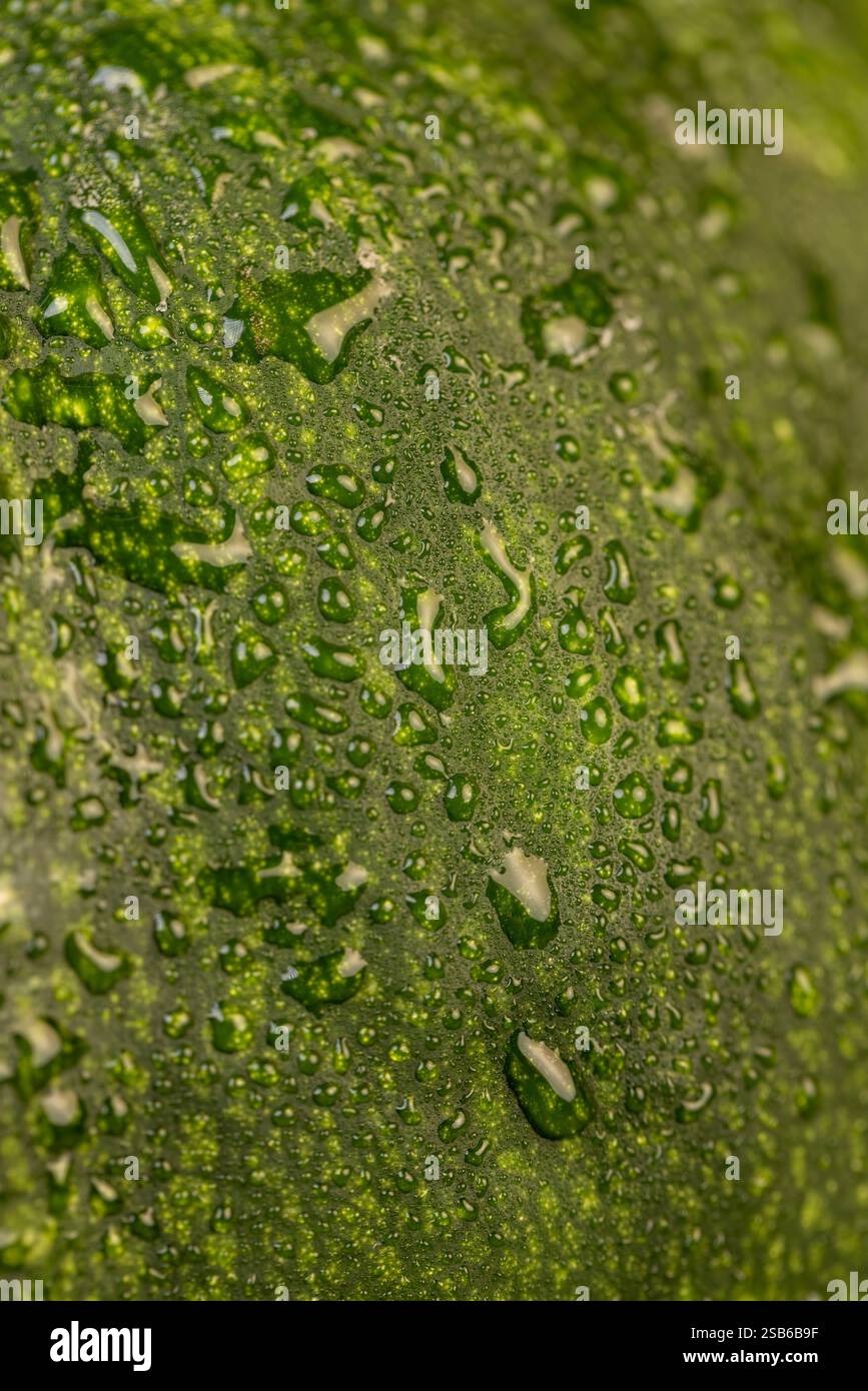 the wet thick and tough pumpkin peel is green, the details of a ripe ...