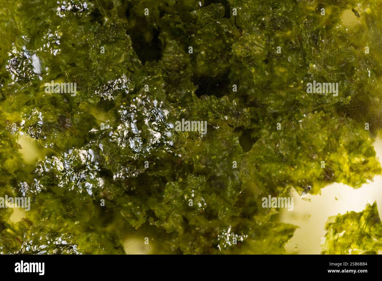 fried algae, natural green algae that are used to prepare Japanese ...