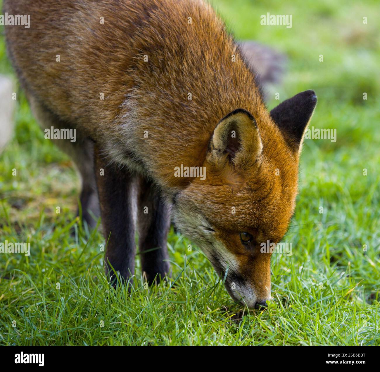 A Wild Red Fox can be seen foraging for food Stock Photo - Alamy