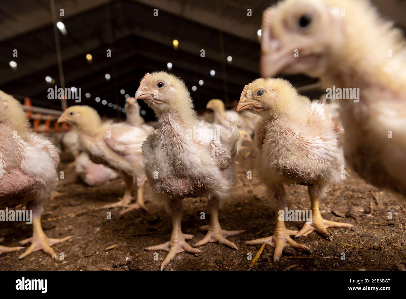 A chicken with plumage during the change of yellow fluff to feathers, a ...