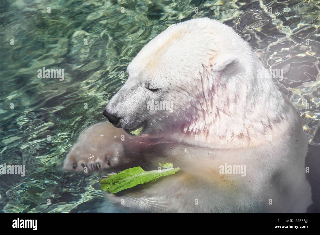 Panda trek exhibit hi-res stock photography and images - Alamy
