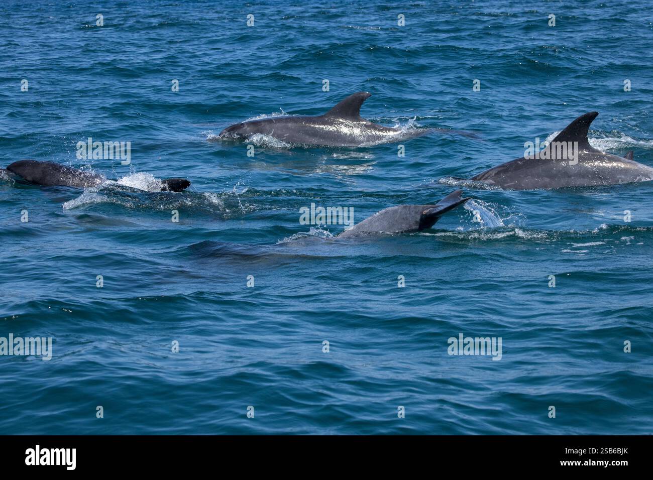 Common Bottlenose Dolphins (Tursiops truncatus) are often sighted in ...