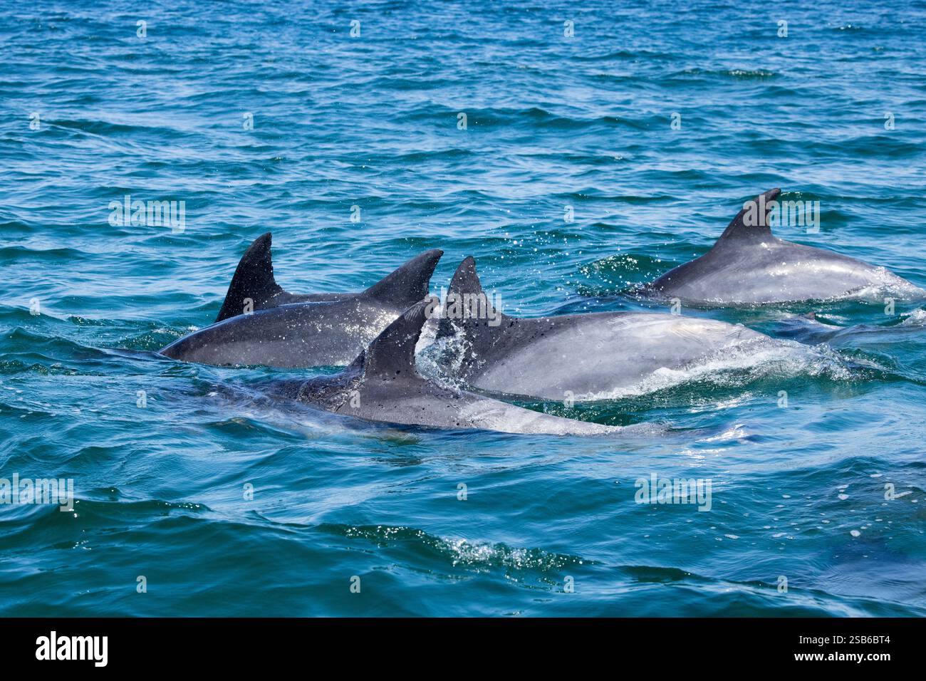 Common Bottlenose Dolphins (Tursiops truncatus) are often sighted in large pod in Plettenberg ...
