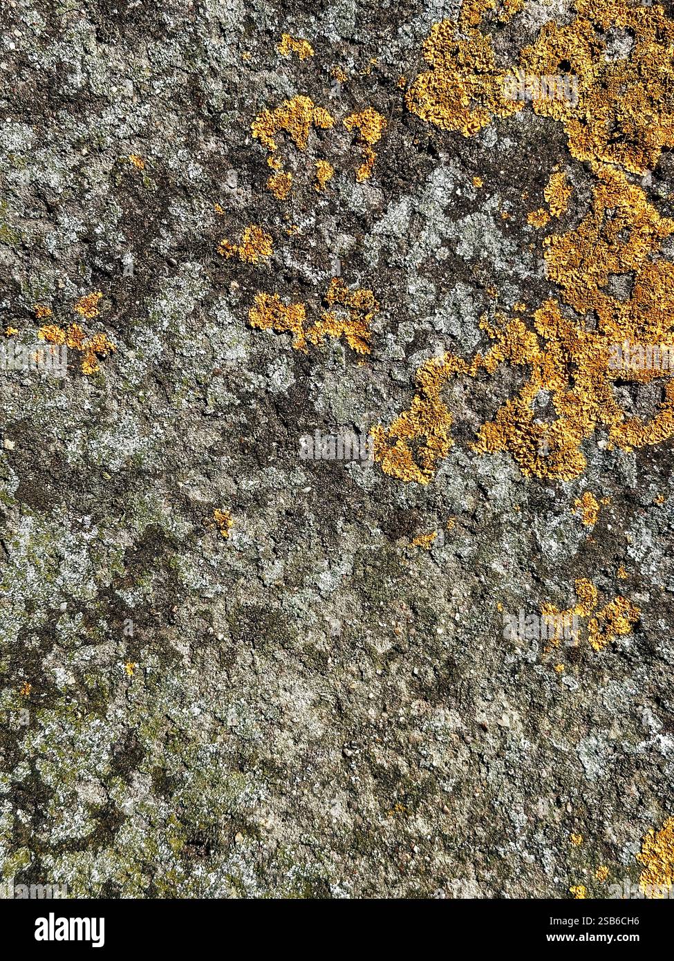 Rock with moss growing on it. The moss is yellow and brown. The rock is ...