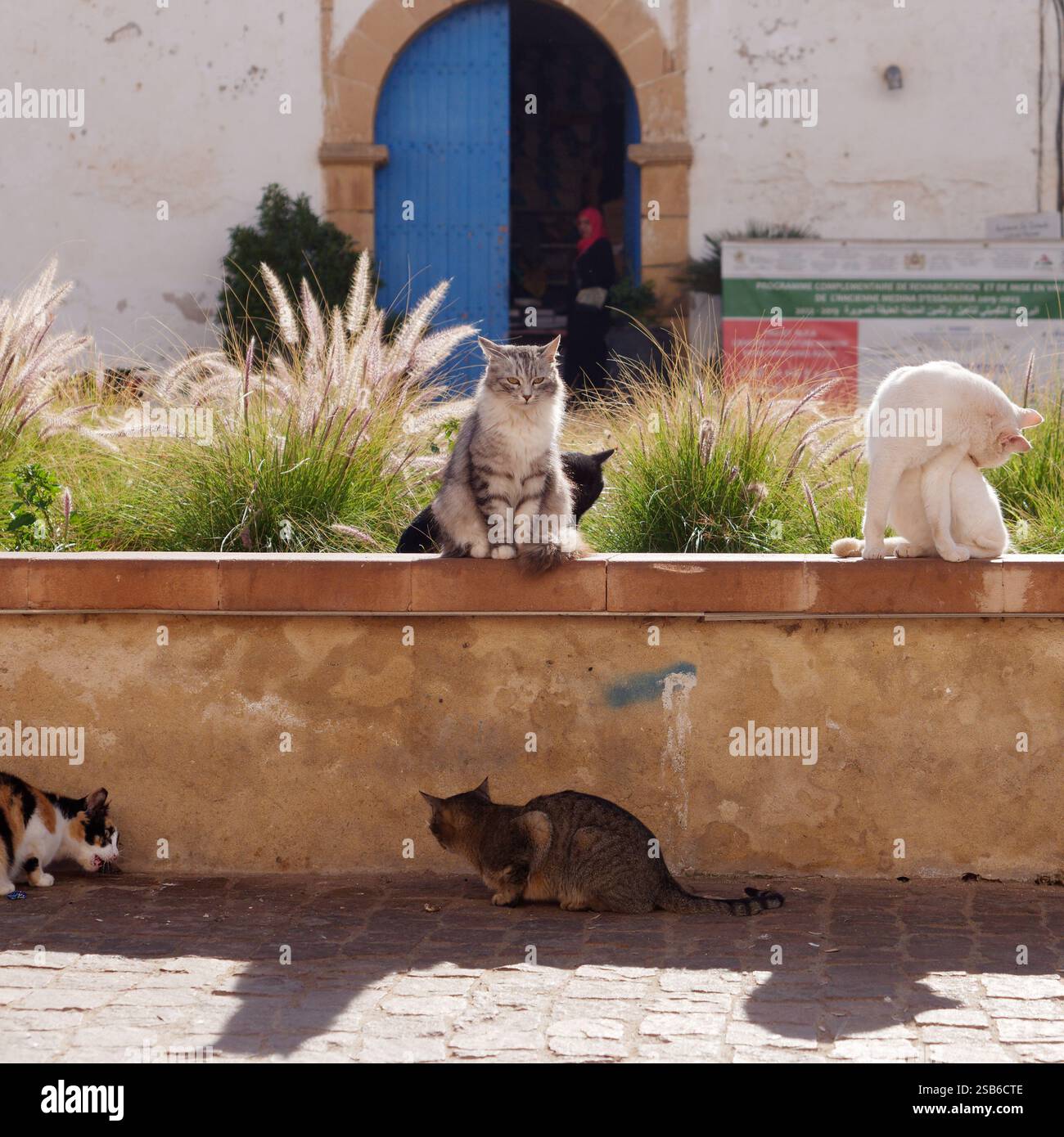 Cats sitting beside a wall in the Medina in the town of Essaouira, Jan ...