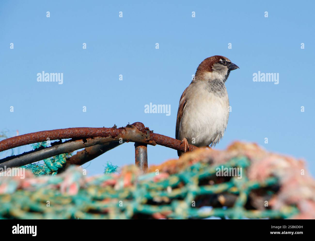 male house Sparrow, Passer domesticus, perched on rusted metal ...