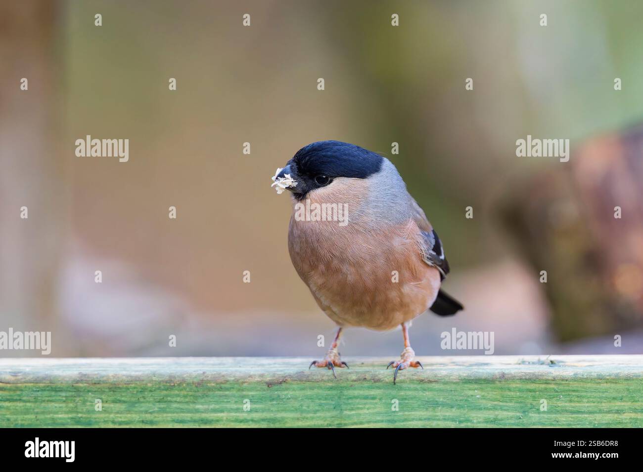 A female European Bullfinch, (Pyrrhula pyrrhula), perched on a green ...