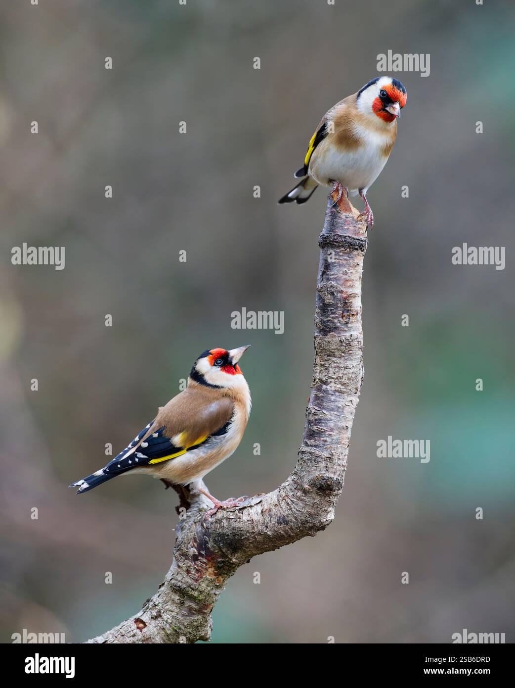 A pair of European Goldfinch, (Carduelis carduelis), perched on an old ...