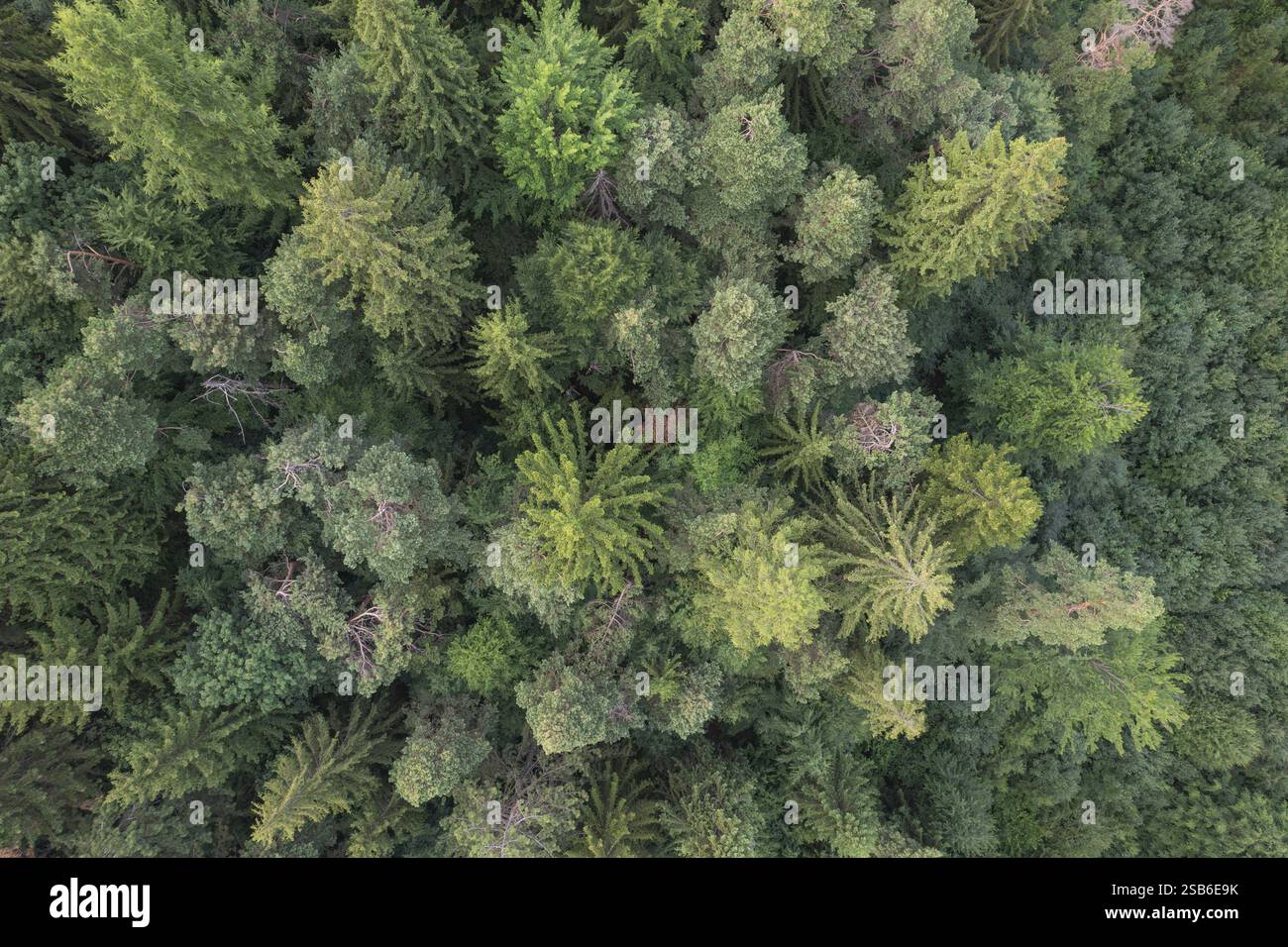 Aerial scene above the forest on Via Transilvanica. Foggy landscape ...