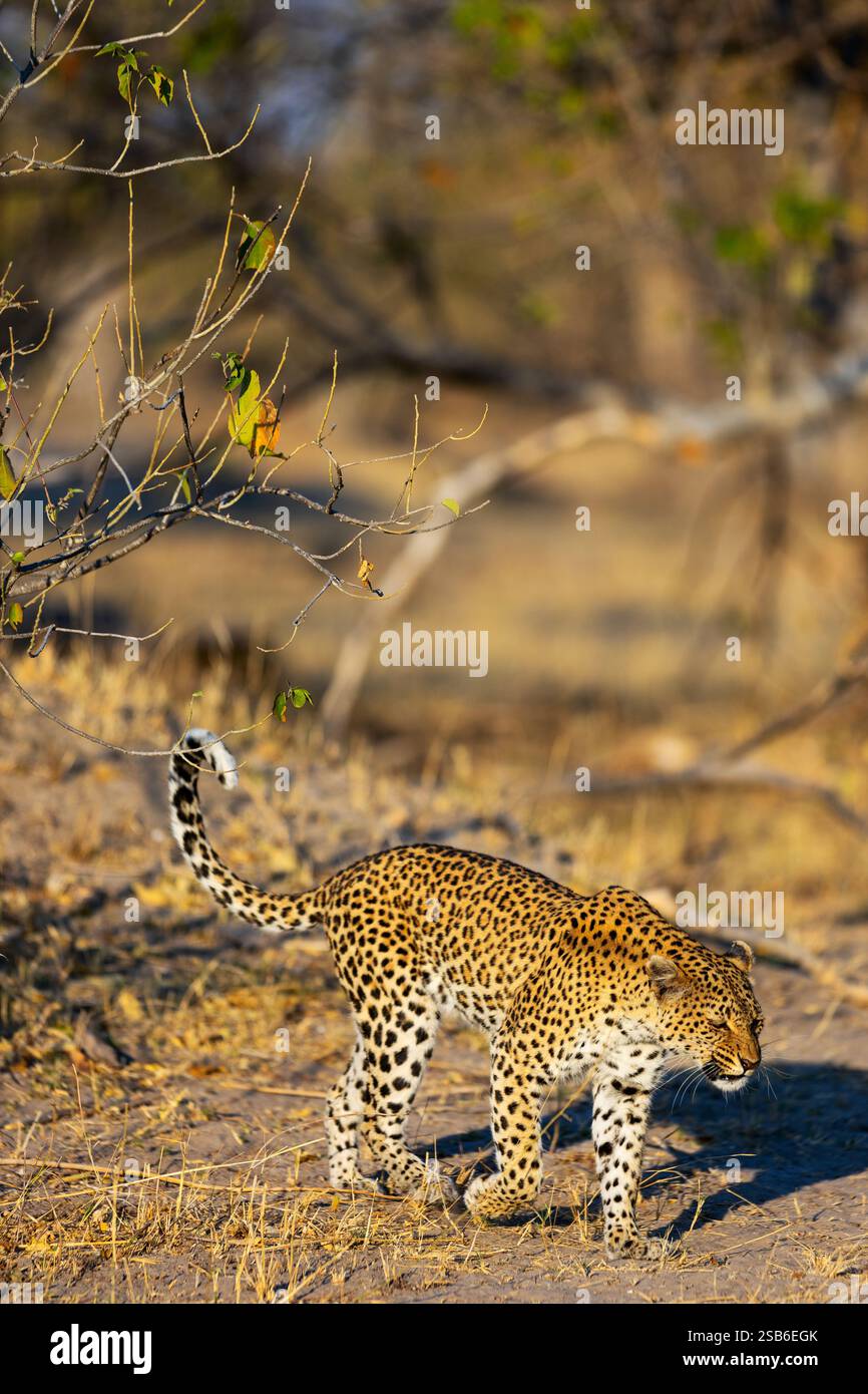 A graceful leopard moves silently across the dry African landscape, its ...