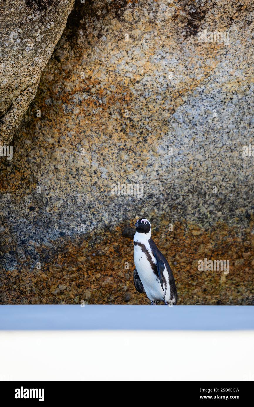 An African penguin stands near a large textured rock at Boulders Beach ...