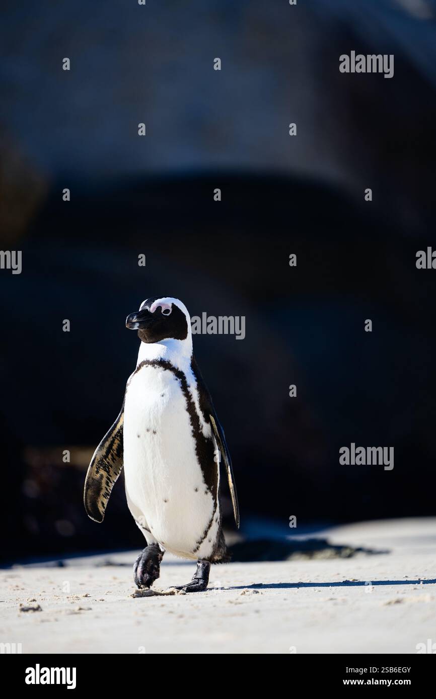 An African penguin is captured walking on the sand at Boulders Beach ...