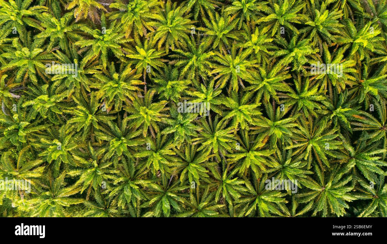 Aerial landscape view dense hi-res stock photography and images - Alamy