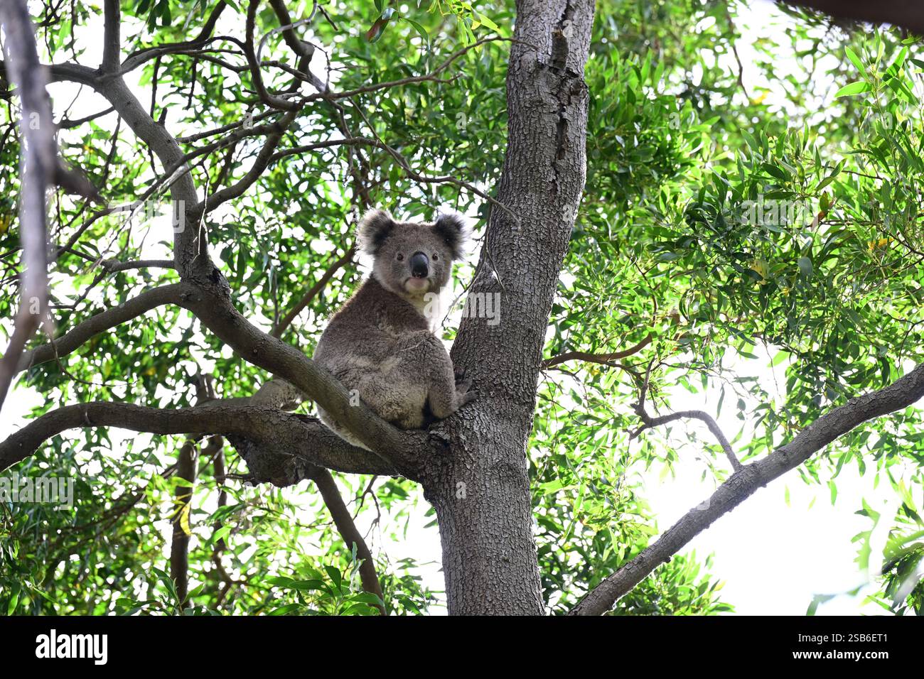 A curious koala perches high in a eucalyptus tree near the Blue Lake ...