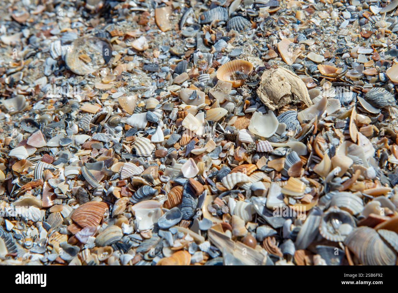 Wet crushed sea shells texture on a beach, close up Stock Photo - Alamy