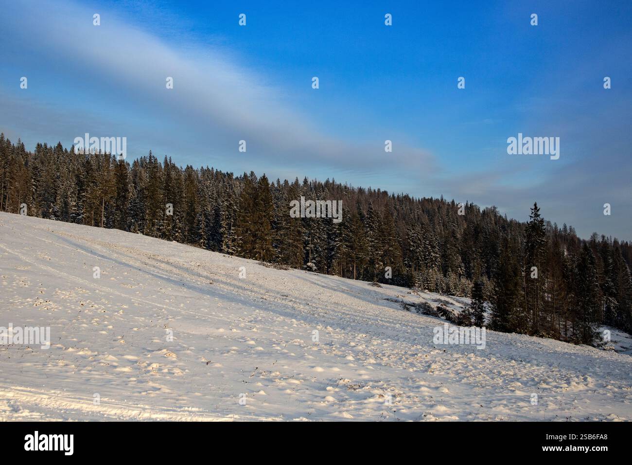Angled snow slope track near a pine tree forest with blue sunny sky ...