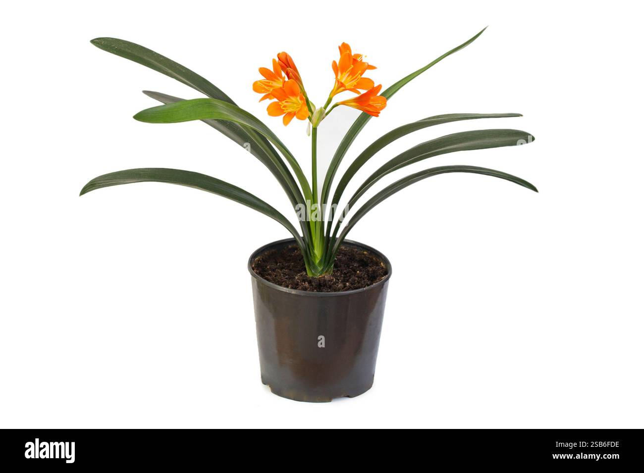 potted clivia miniata orange flower isolated on white Stock Photo - Alamy