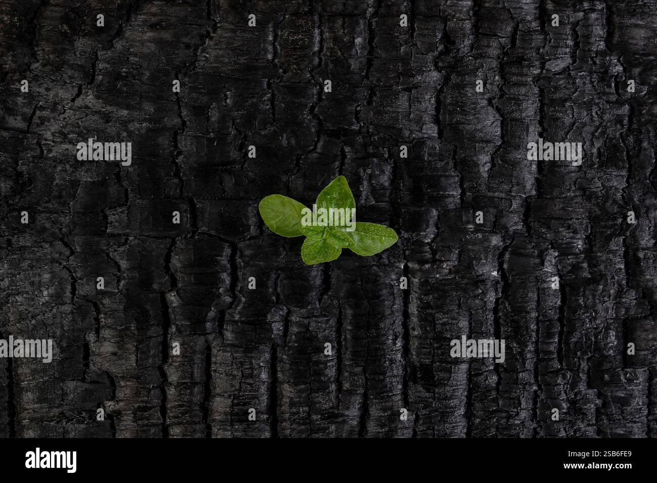 Green tree sprout emerging from burned charcoal wood texture, nature ...