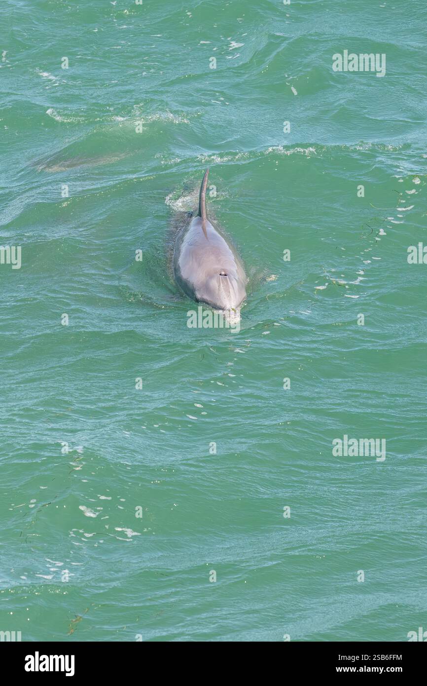 A Bottlenose dolphin (Tursiops truncatus) swimming toward the camera on ...