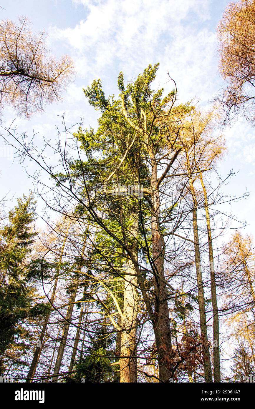 Dundee, Tayside, Scotland, UK. 1st Feb, 2025. UK Weather: Bright winter ...