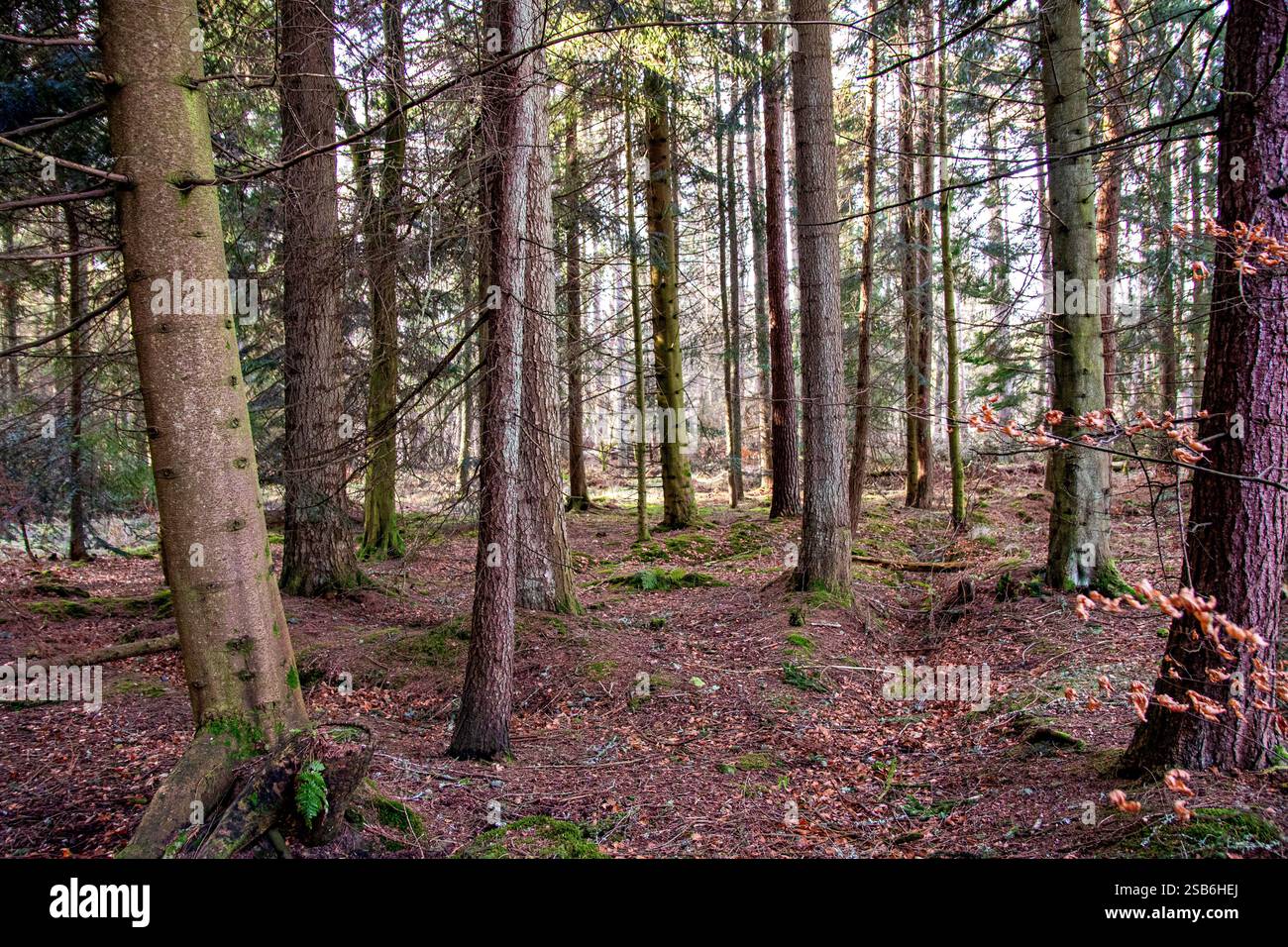 Dundee, Tayside, Scotland, UK. 1st Feb, 2025. UK Weather: Bright winter ...