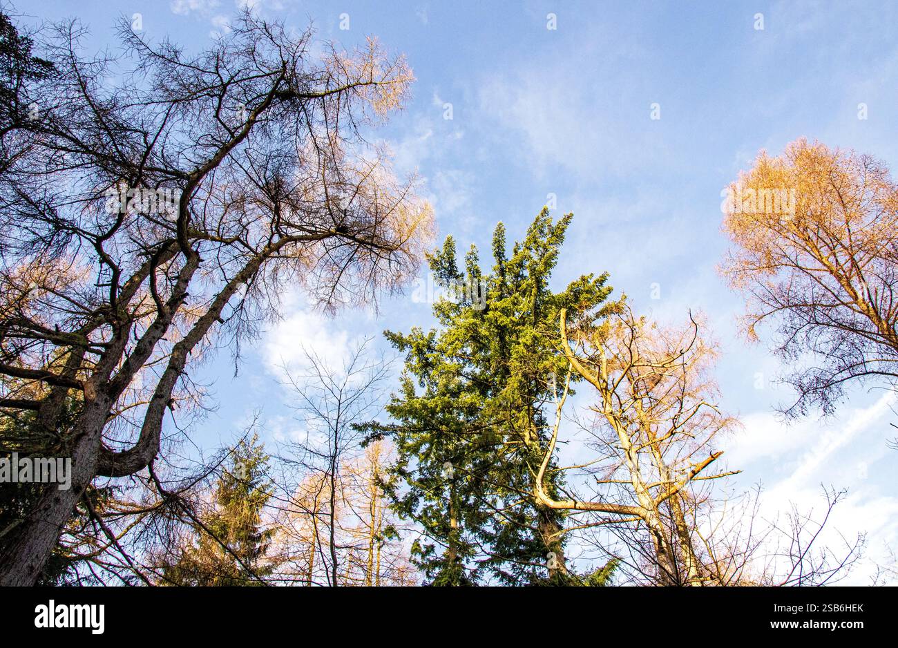 Dundee, Tayside, Scotland, UK. 1st Feb, 2025. UK Weather: Bright winter ...