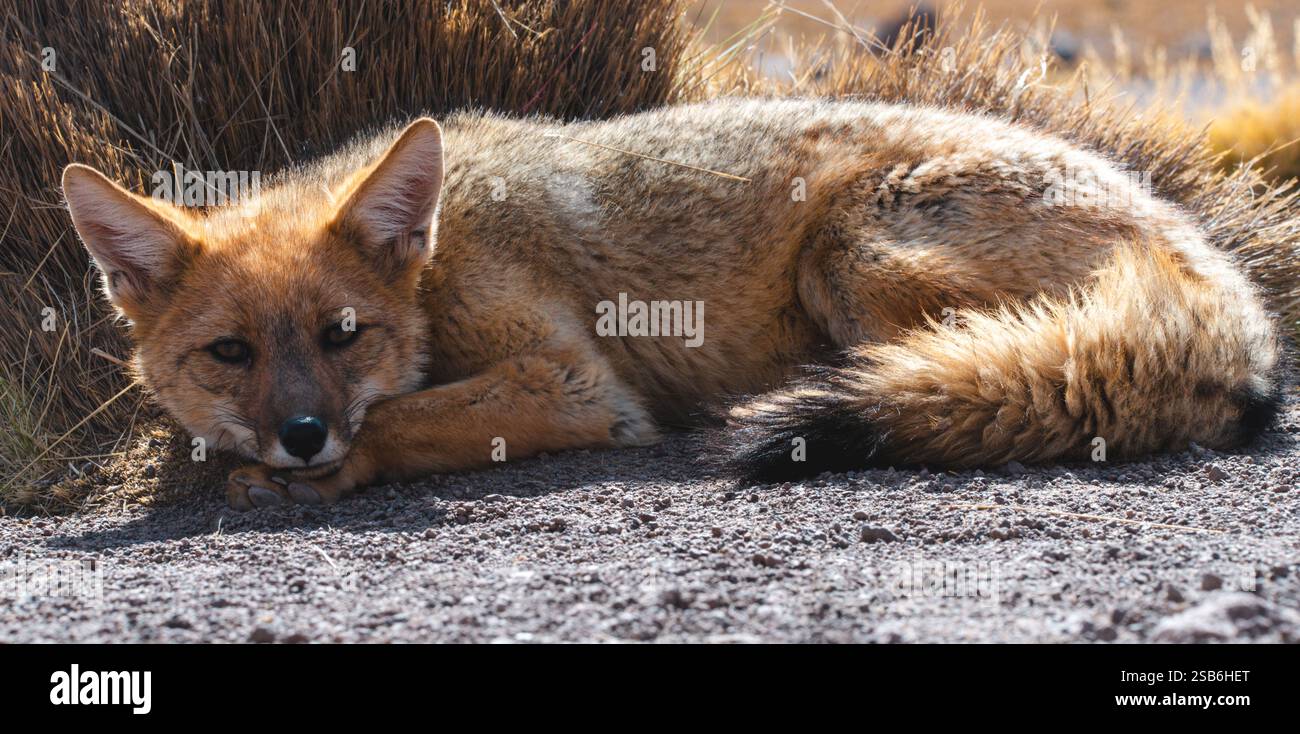 Andean fox laying in the bushes Stock Photo - Alamy