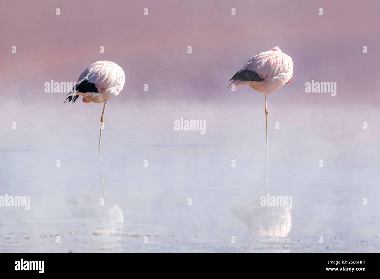 Andean flamingoes standing on one leg in the morning myst Stock Photo ...