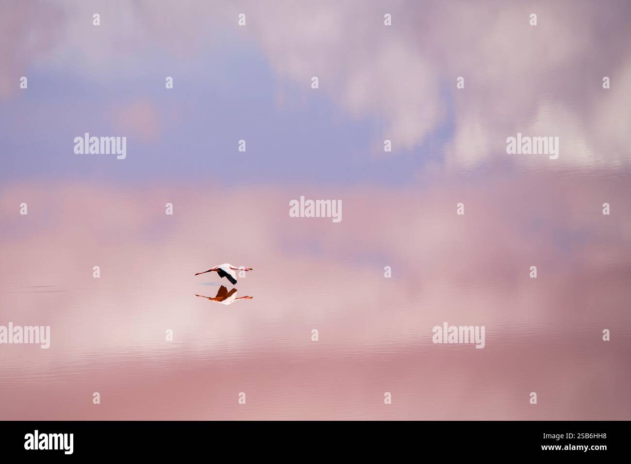 Flamingo flying low over a pink lake Stock Photo - Alamy