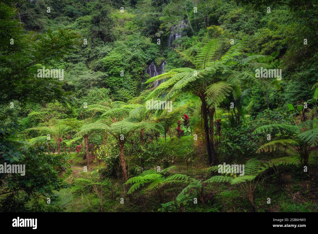 A vibrant and breathtaking view of a lush tropical forest, showcasing ...