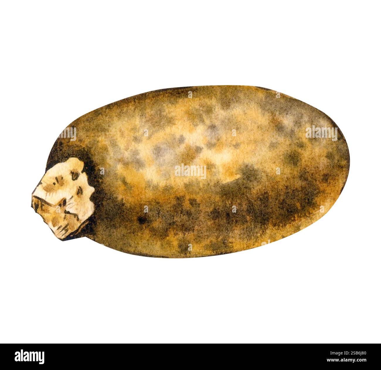 Lotus root tuber unpeeled. Asian food. Isolated on background ...