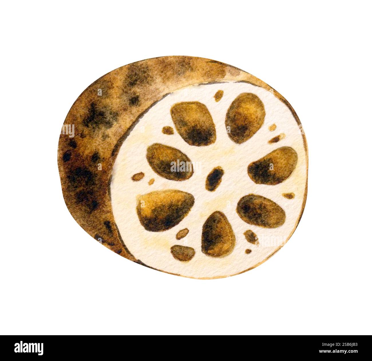 Lotus root tuber unpeeled in section. Asian food. Isolated on ...