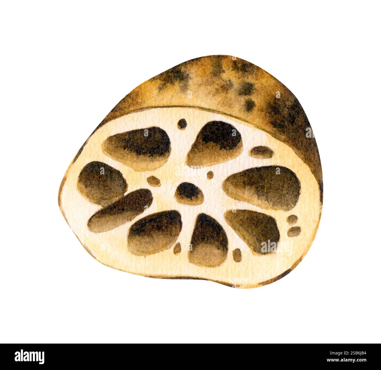 Lotus root tuber unpeeled in section. Asian food. Isolated on ...