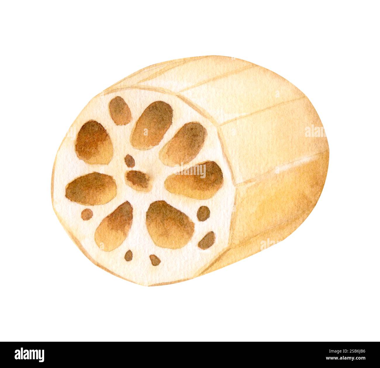 Lotus root tuber peeled in section. Asian food. Isolated on background ...