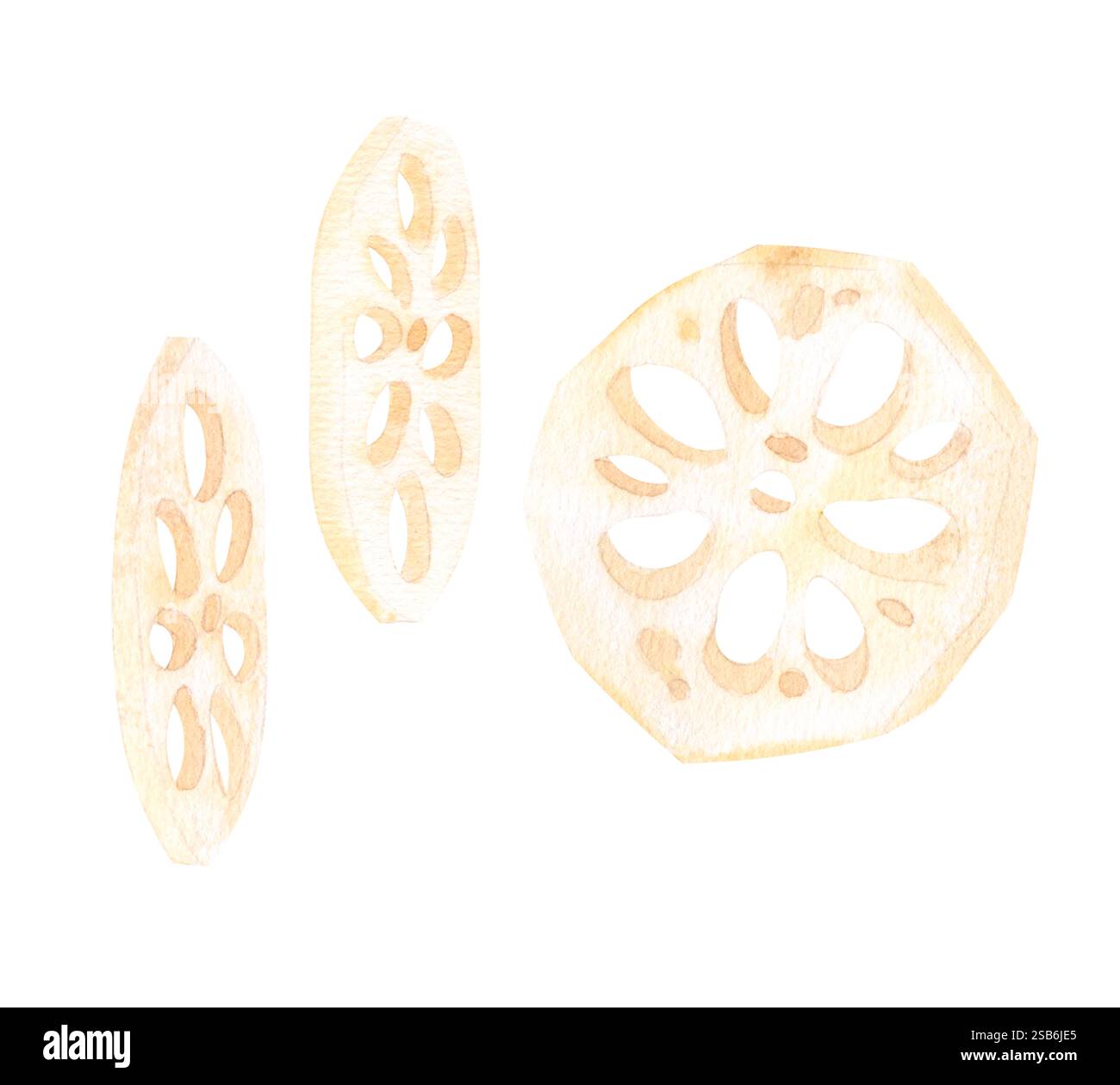 Lotus root peeled and sliced. Asian food. Watercolor monochrome hand ...