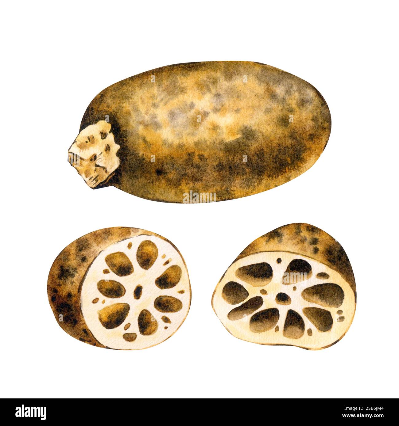 Lotus root tuber unpeeled in section. Asian food. Isolated on ...