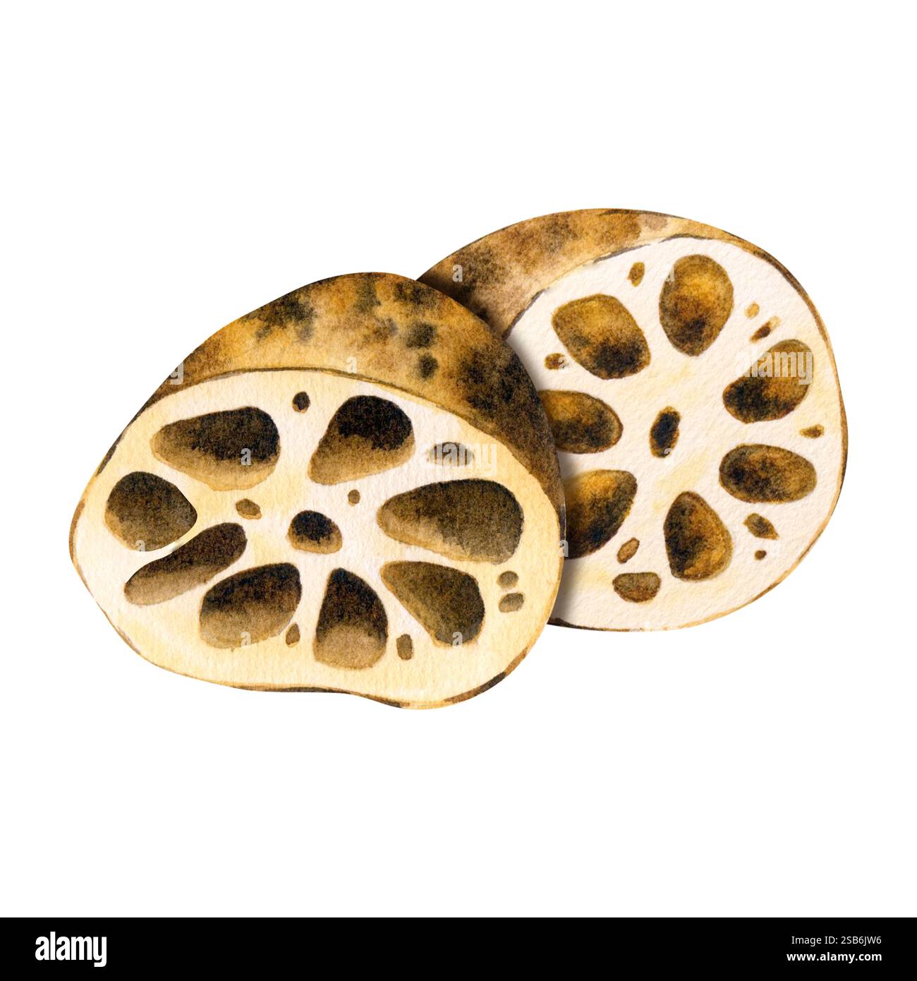 Lotus root tuber unpeeled in section. Asian food. Isolated on ...