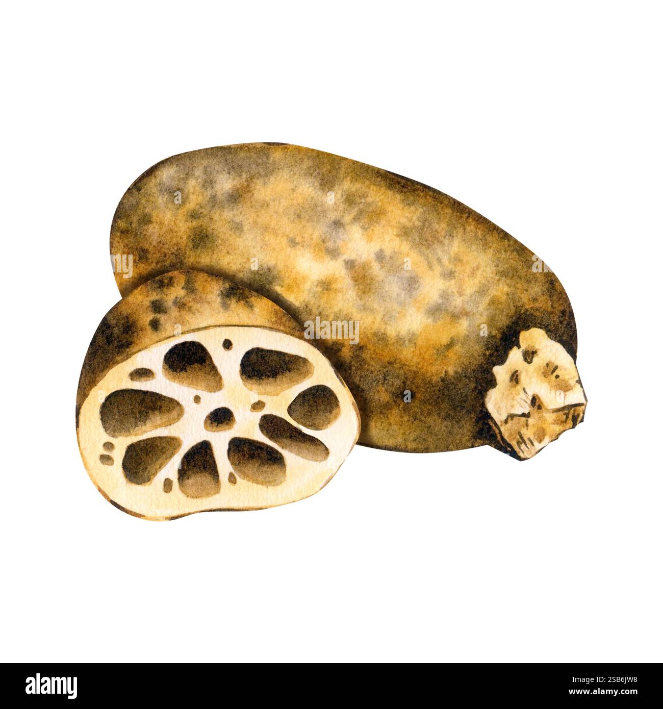 Lotus root tuber unpeeled in section. Asian food. Isolated on ...