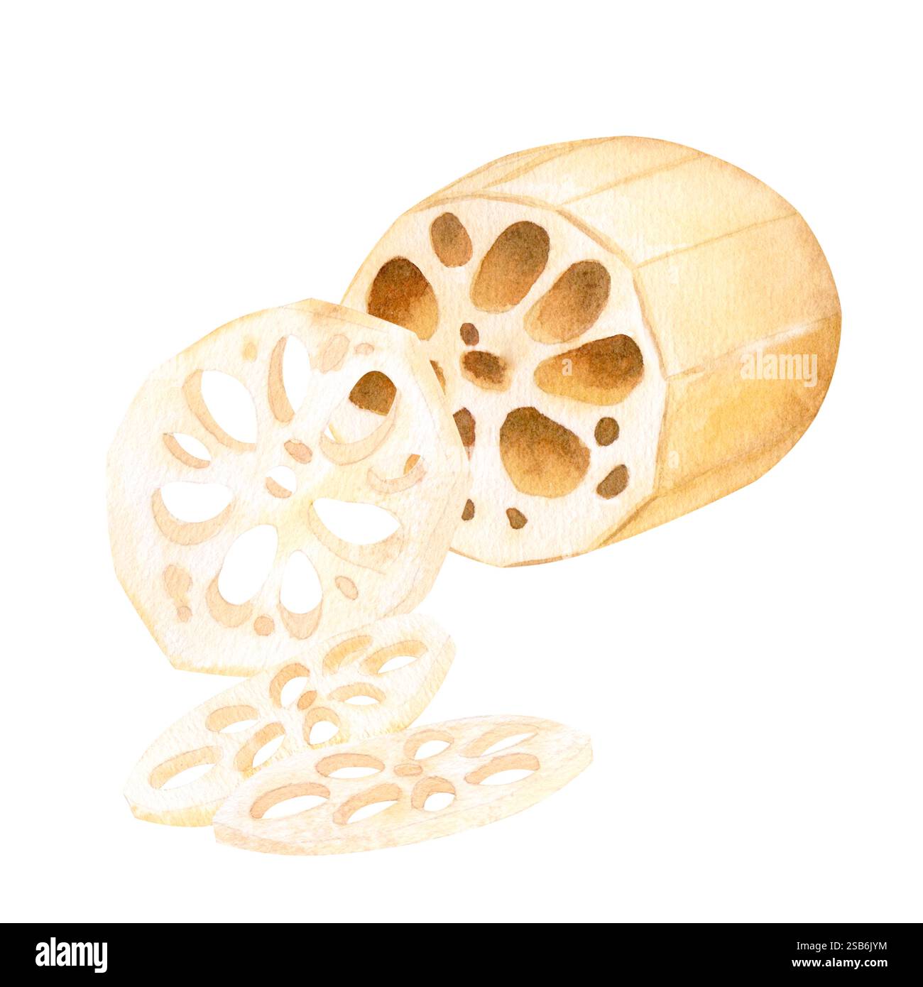 Lotus tuber hi-res stock photography and images - Alamy